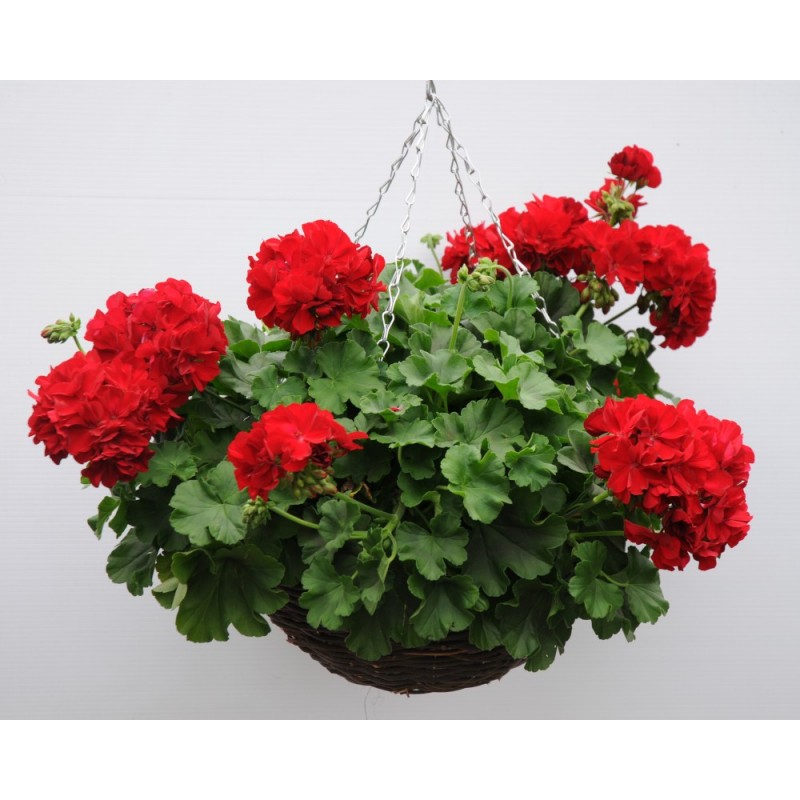 PELARGONIUM CALLIOPE® LARGE DARK RED