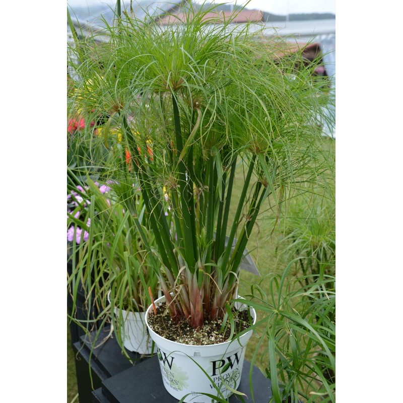 CYPERUS PAPYRUS GRACEFUL GRASSES® PRINCE TUT™