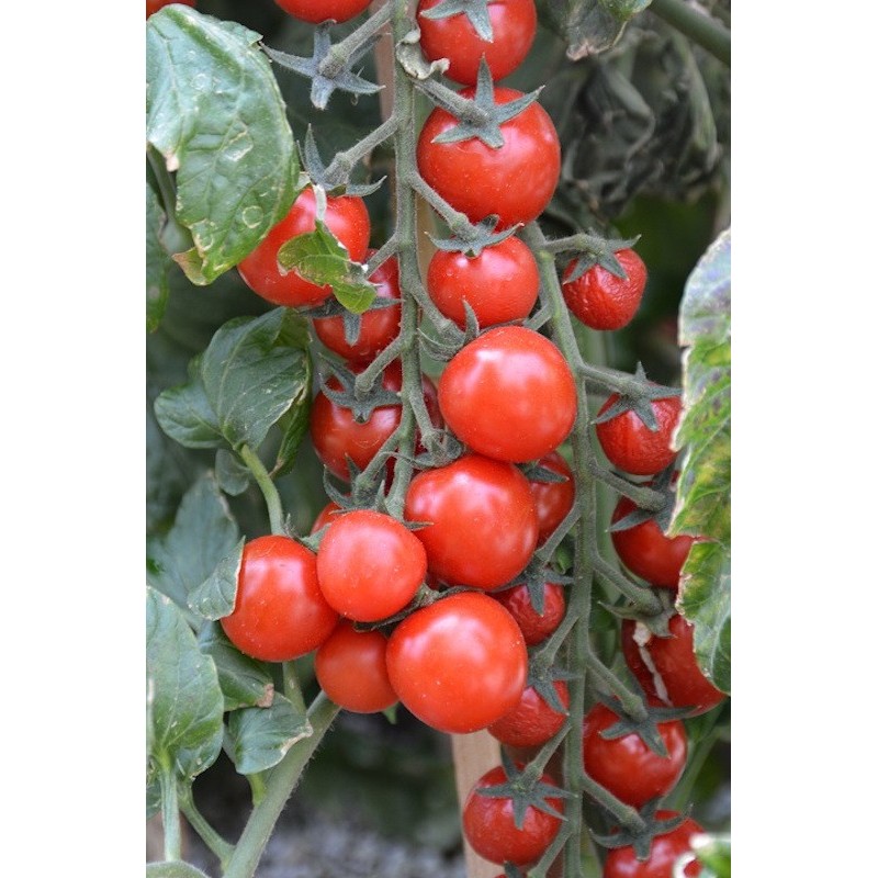 TOMATE (SOLANUM LYCOPERSICUM) ‘SUGAR GLOSS’