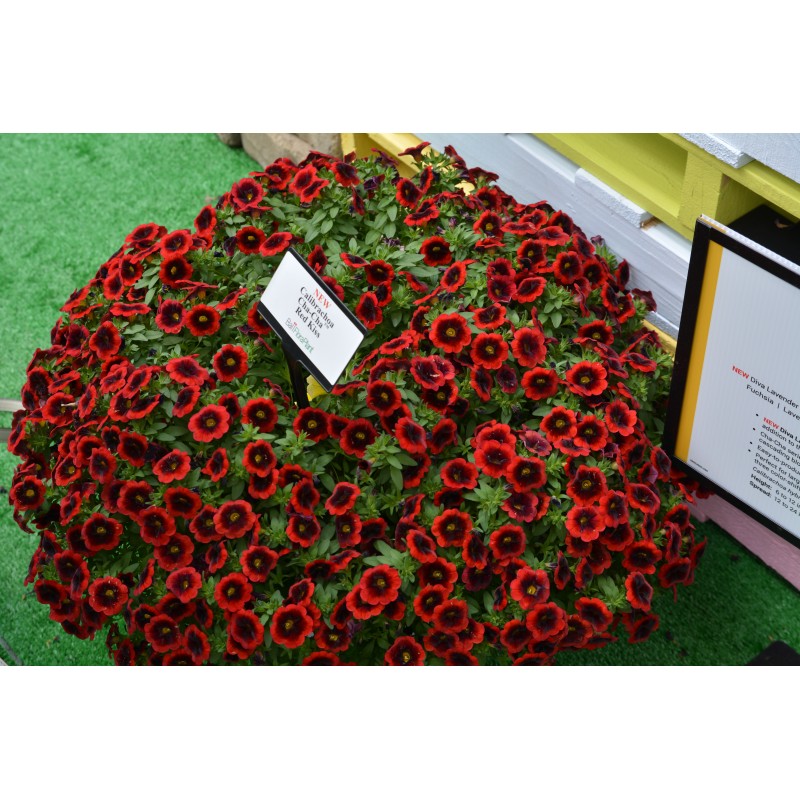 CALIBRACHOA CHA-CHA RED KISS