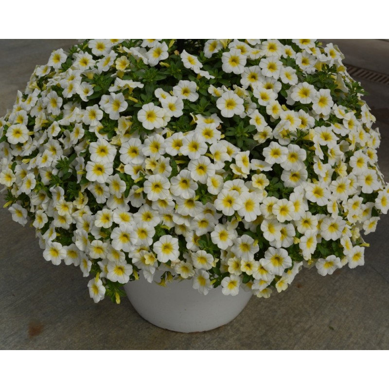 CALIBRACHOA MINIFAMOUS® NEO WHITE+YELLOW EYE